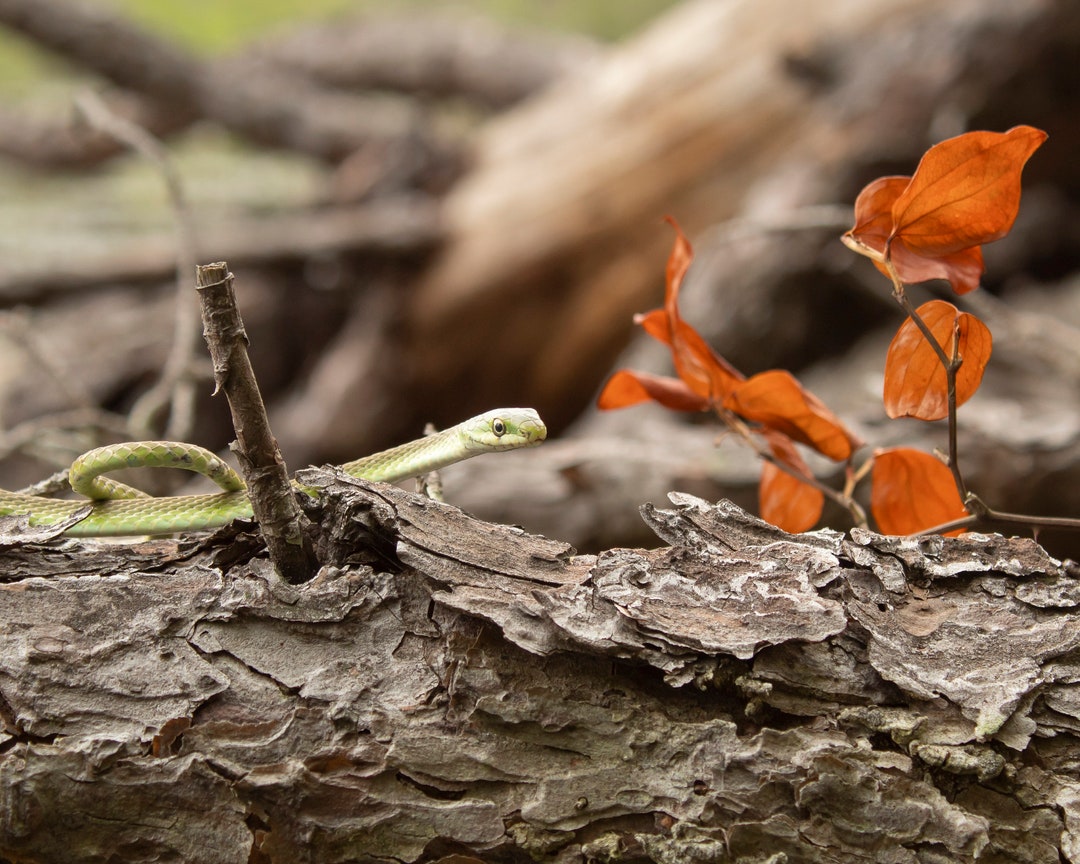 Rough Green Snake on a Log | Nature | Pinelands | New Jersey ...