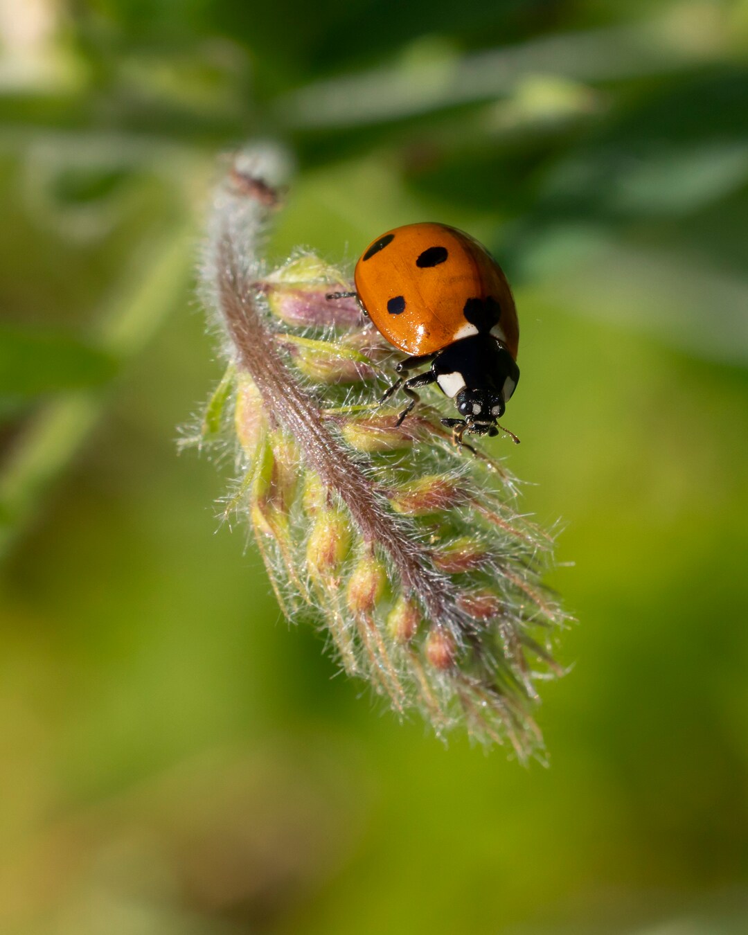 Ladybug on Plant | Insect | Nature | New Jersey Photography ...