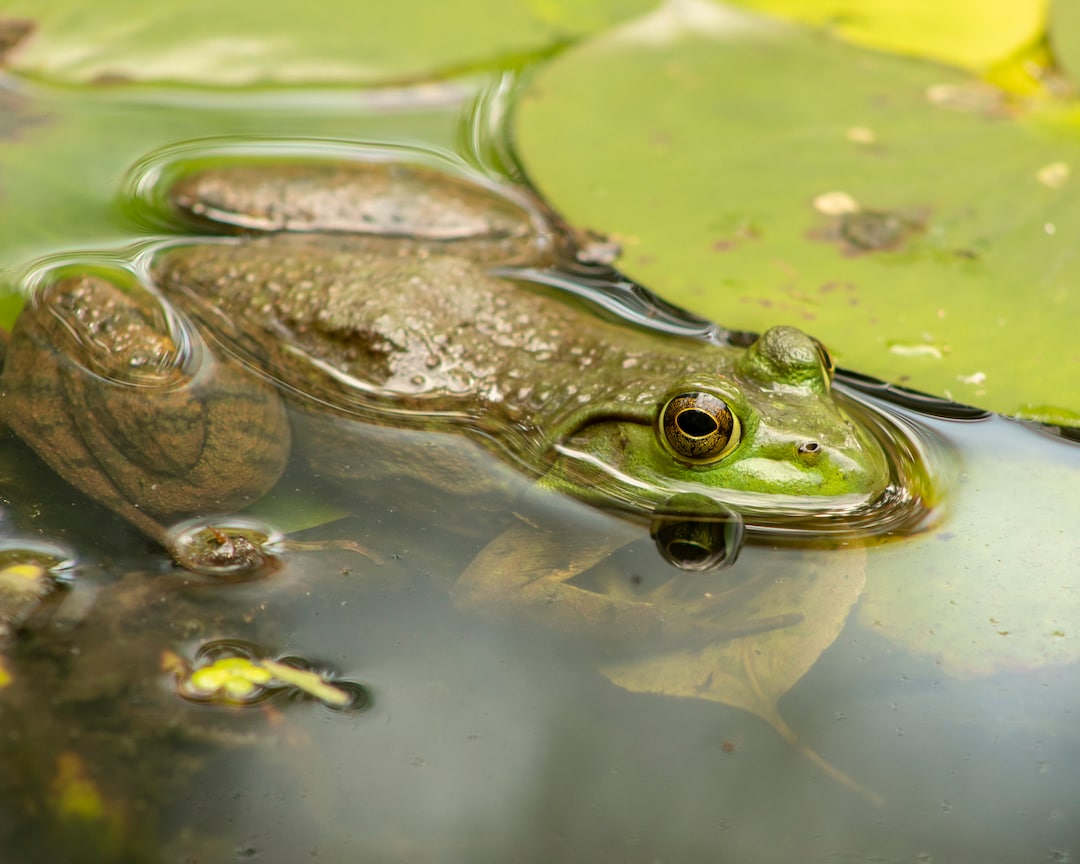 Green Frog With Lily Pads | Nature | New Jersey Photography ...