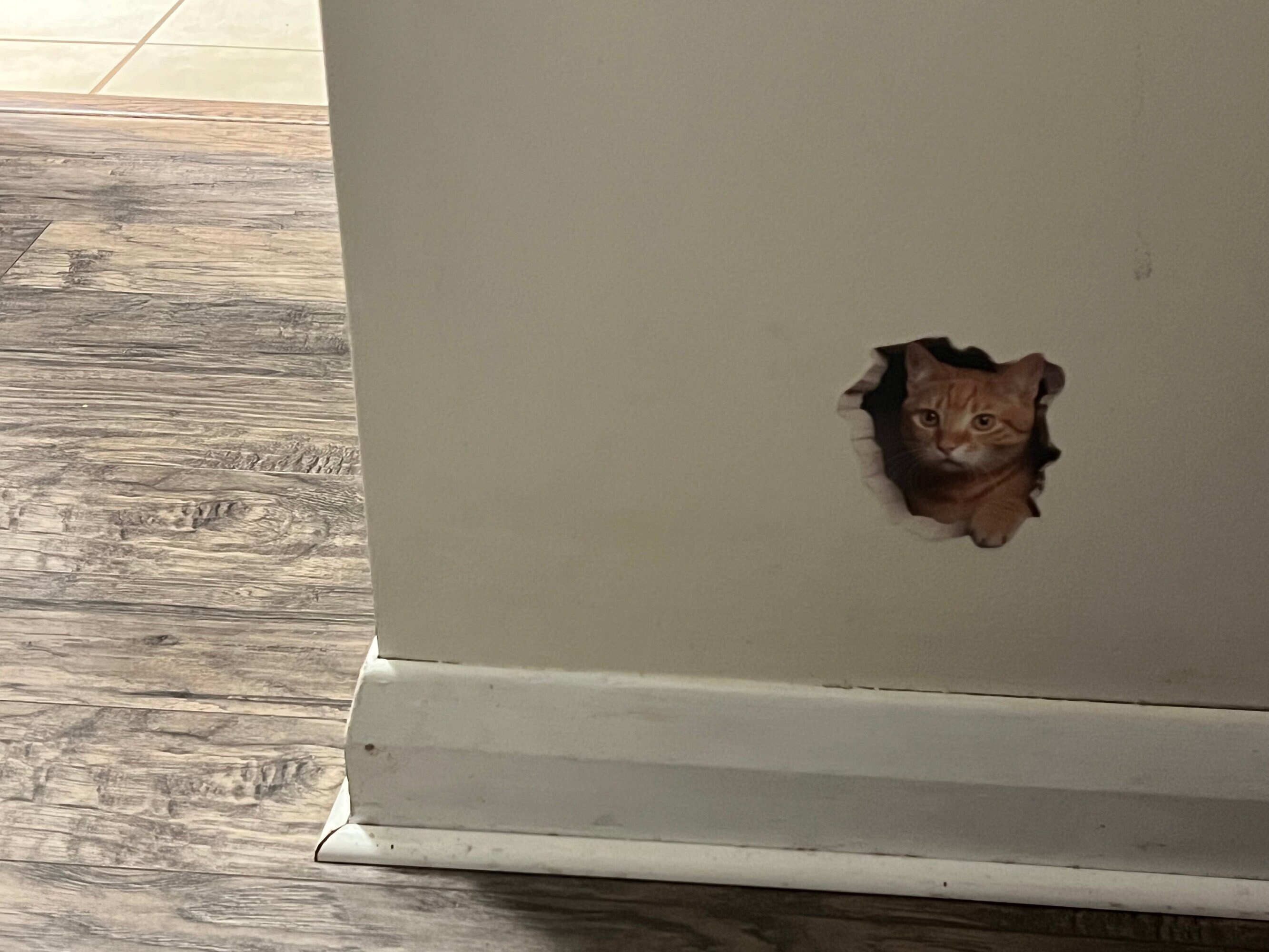 Realistic Cat Wall Hole Decal Digital Download Cat - Etsy