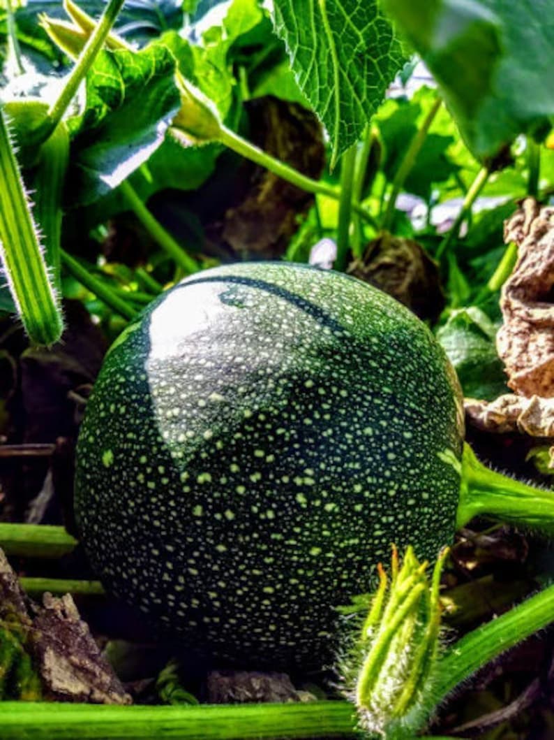 Ugboguru Seeds Ugbogiri Seeds Cucurbita Maxima Ugboghoro - Etsy