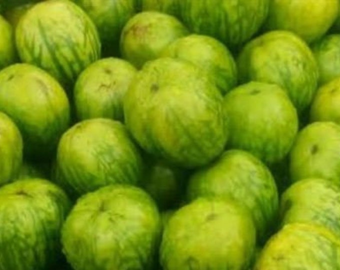 Egg Tree Seeds - Etsy