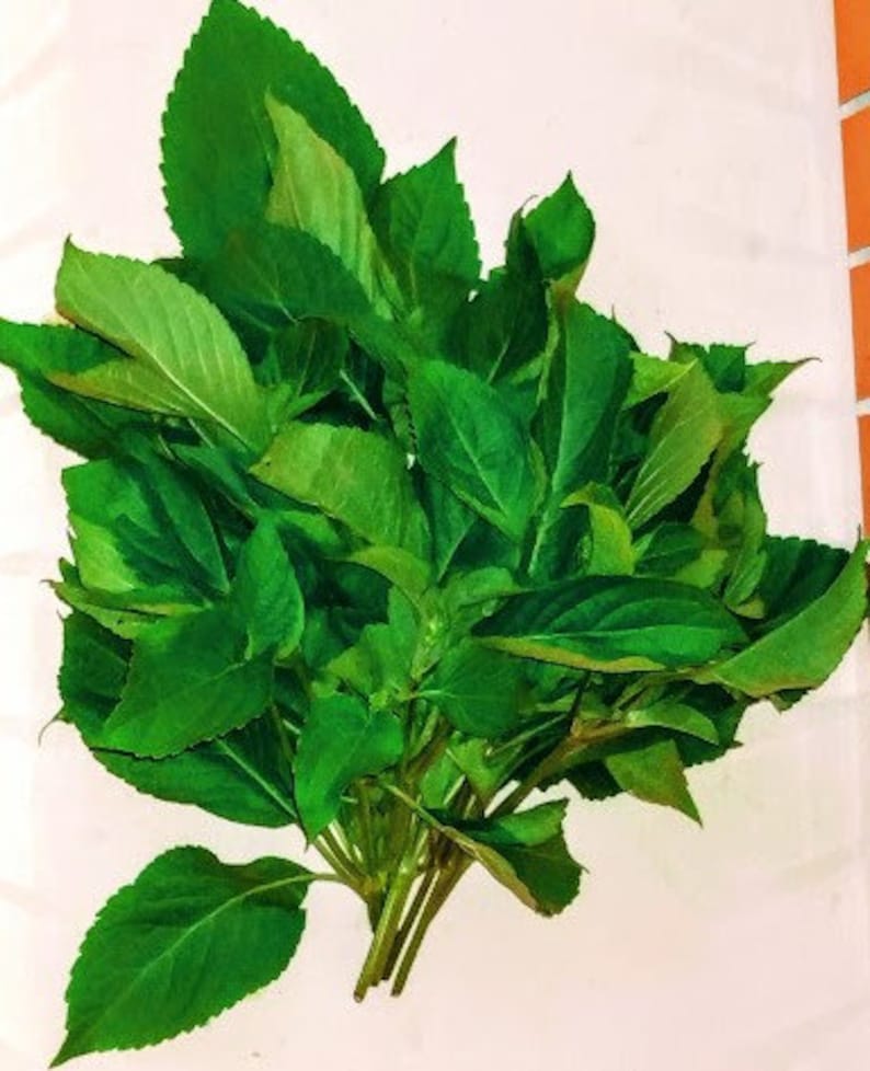 Scent Leaf SEEDS, Clove Basil, African Basil, Nchanwu, Efirin, Ntonng, Efinrin, Daidoya - Etsy