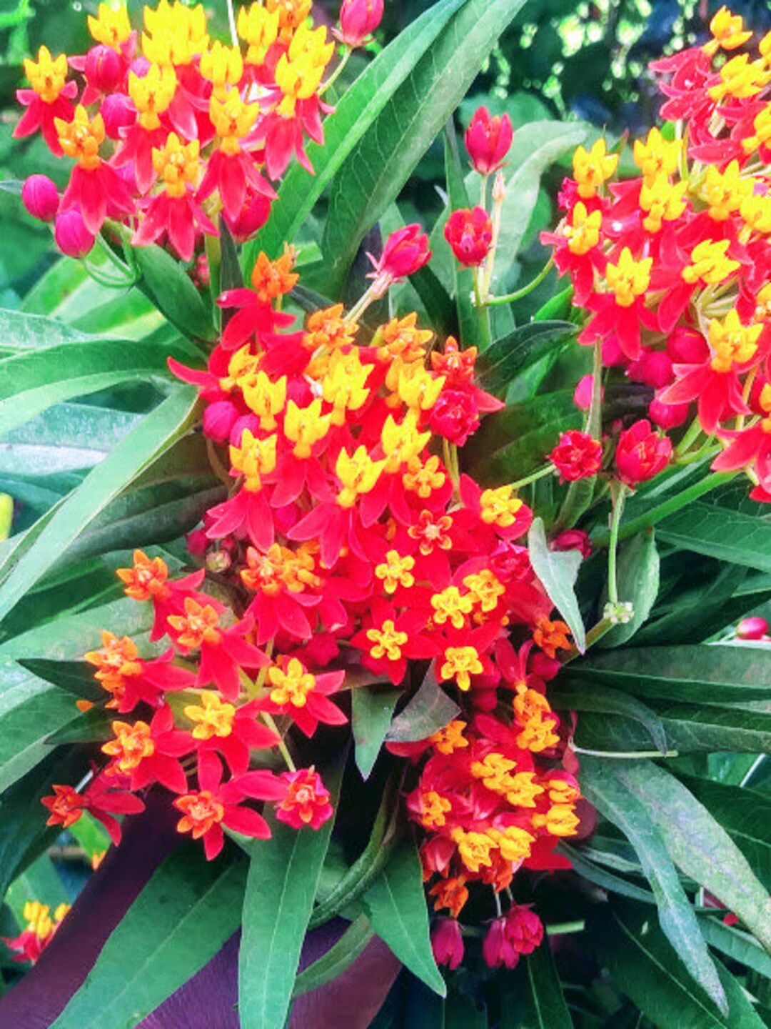 TROPICAL MILKWEED (asclepias Curassavica); 20 SEEDS Scarlet Milkweed ...