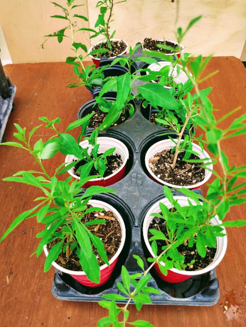 Goji Berry Plant Wolfberry Berry Plants Goji Berry Seedling Live Plant Lycium Barbarum Etsy