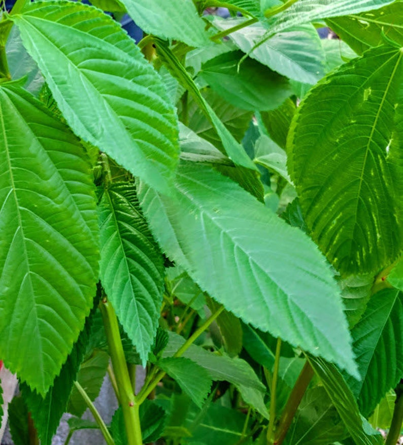 Egyptian Spinach Seeds, Corchorus Olitorius Molokhia, Ewedu, Jute ...