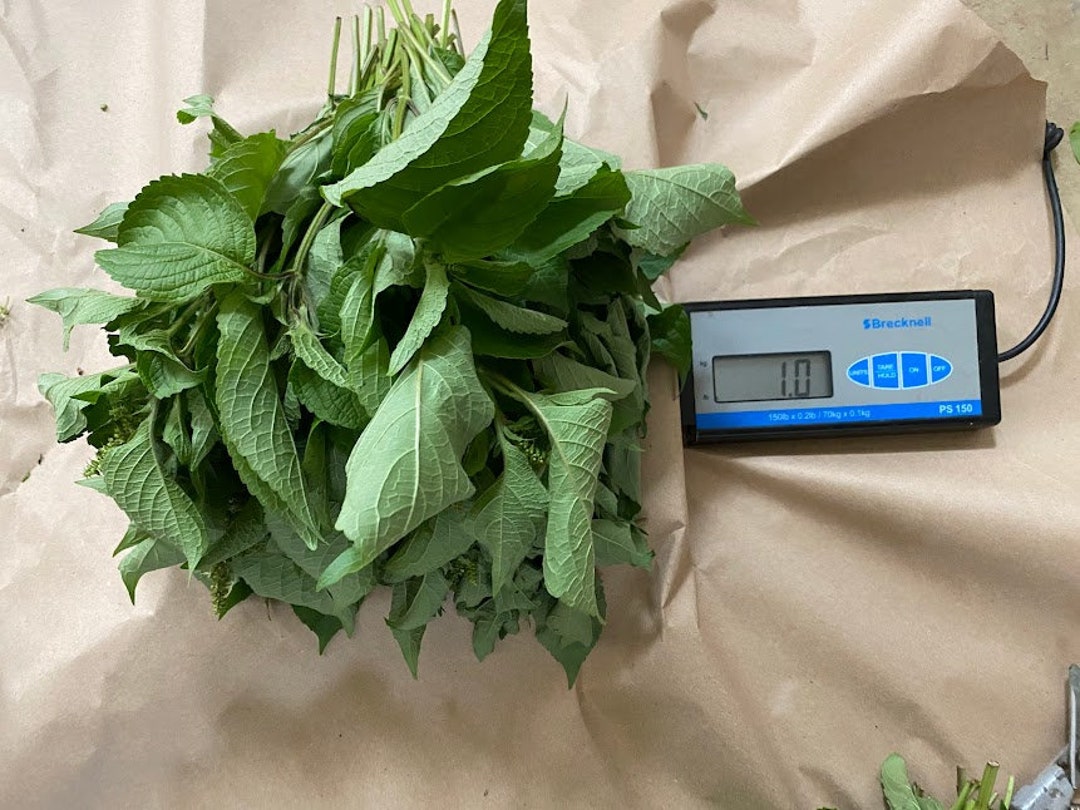 Fresh Scent Leaf Leaves, Fresh Nchanwu Leaves, Efirin Fresh Leaves ...