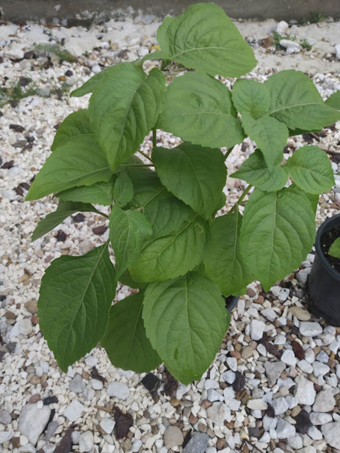 Scent Leaf SEEDS, Clove Basil, African Basil, Nchanwu, Efirin, Ntonng ...