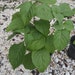 Scent Leaf SEEDS, Clove Basil, African Basil, Nchanwu, Efirin, Ntonng ...