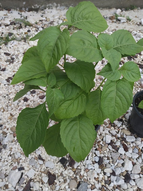Scent Leaf SEEDS, Clove Basil, African Basil, Nchanwu, Efirin, Ntonng ...