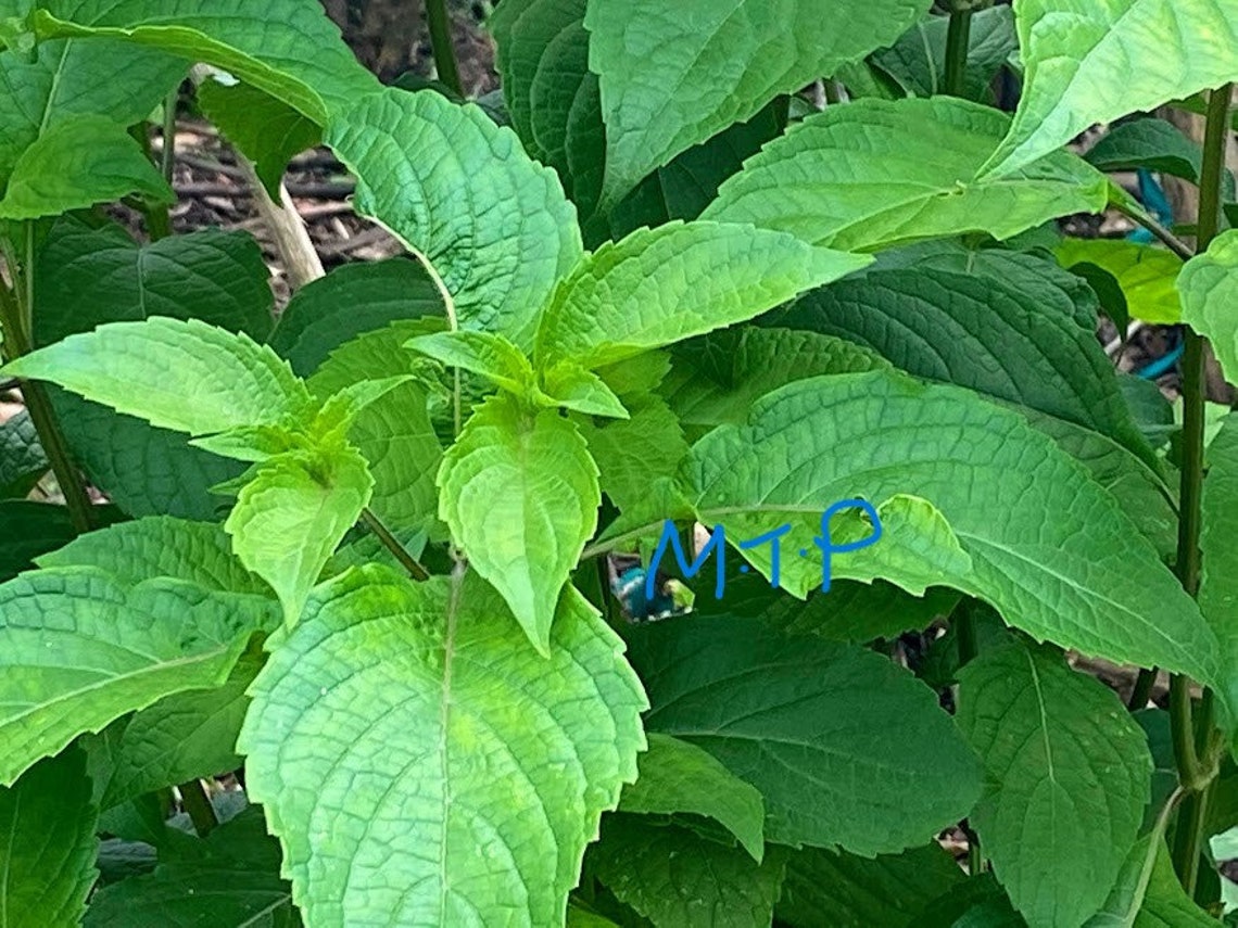 Scent Leaf SEEDS, Clove Basil, African Basil, Nchanwu, Efirin, Ntonng ...