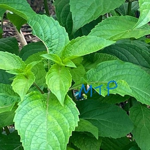 Scent Leaf SEEDS, Clove Basil, African Basil, Nchanwu, Efirin, Ntonng ...