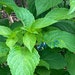 Scent Leaf SEEDS, Clove Basil, African Basil, Nchanwu, Efirin, Ntonng ...