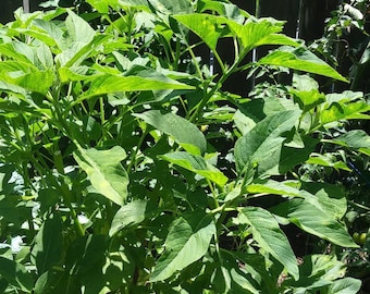 Green SEEDS african Spinach, Efo Tete, Callaloo, Amaranthus Hybridus ...