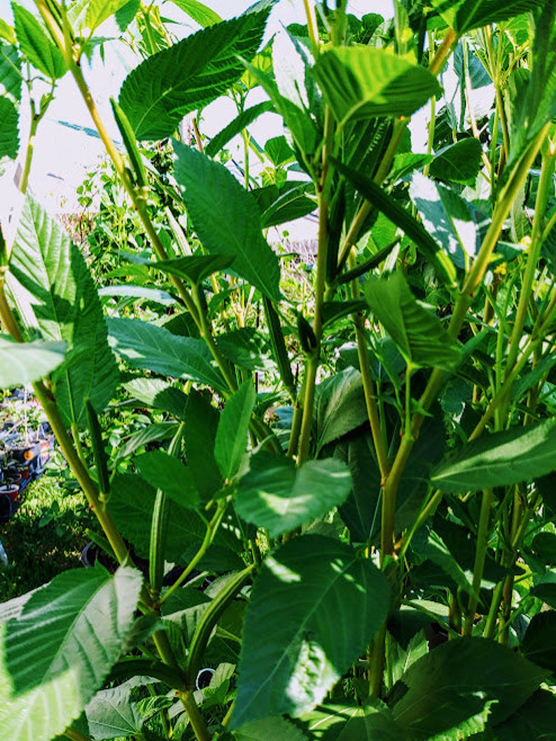Egyptian Spinach Seeds, Corchorus Olitorius Molokhia, Ewedu, Jute ...