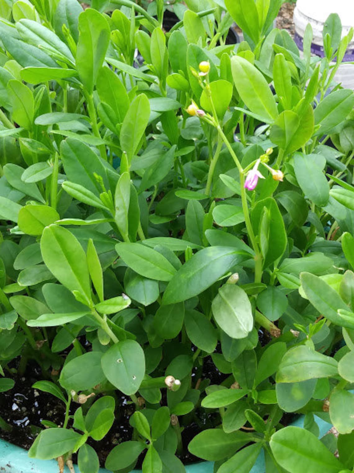 Waterleaf, Jewels of Opar, Surinam Spinach Earth Ginseng SEEDS - Etsy