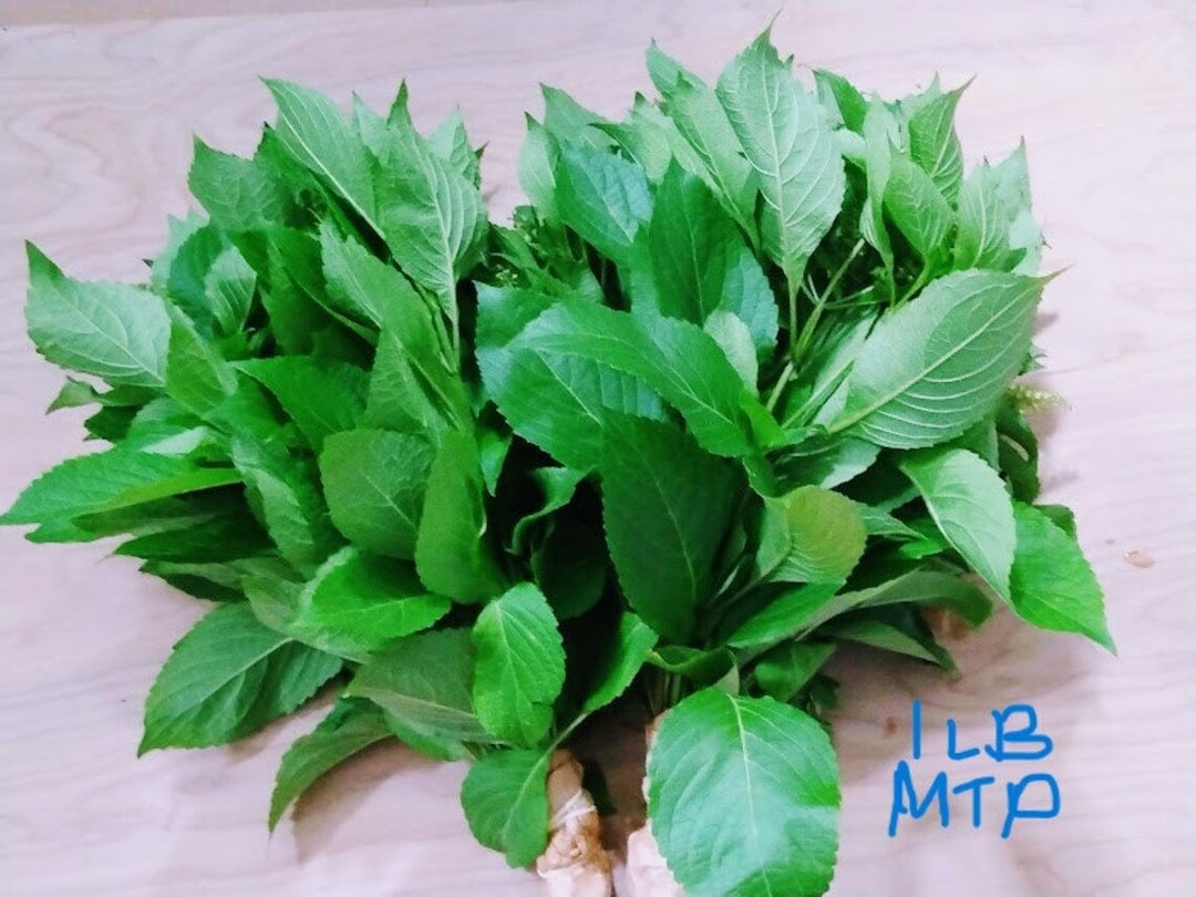 Fresh Scent Leaf Leaves, Fresh Nchanwu Leaves, Efirin Fresh Leaves ...