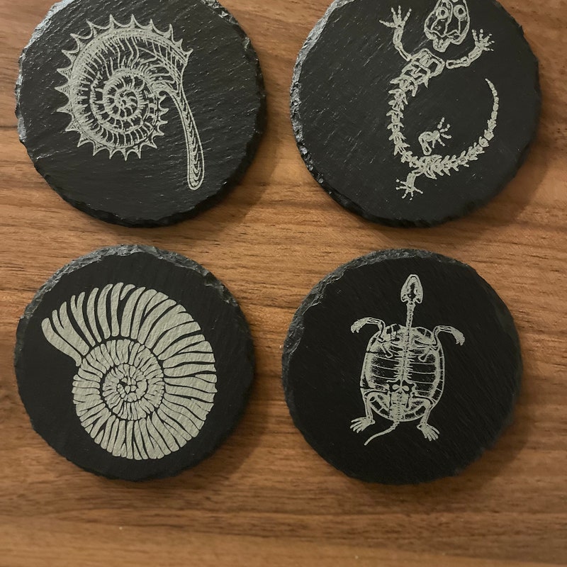 Turtle Fossil - Etsy