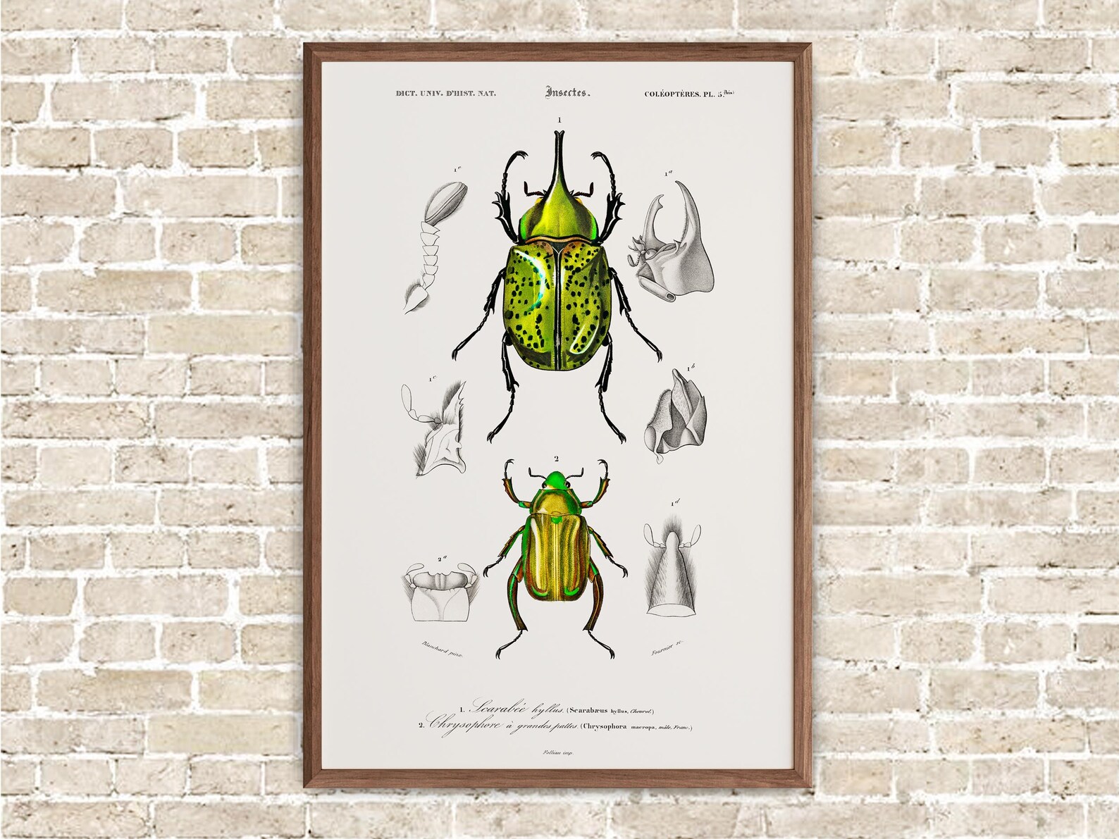 Set of 3 Vintage Illustrations of Insects and Bugs - Set C - Printable ...