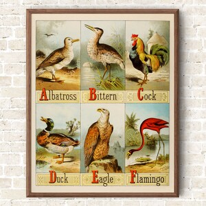 Alphabet Illustrations of Birds, Vintage Picture ABC Chart, Printable ...