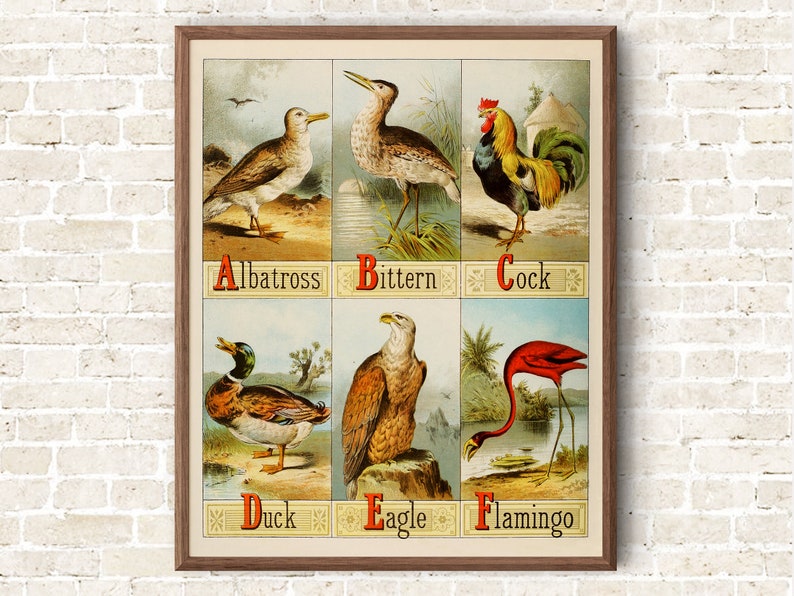 Alphabet Illustrations of Birds, Vintage Picture ABC Chart, Printable ...