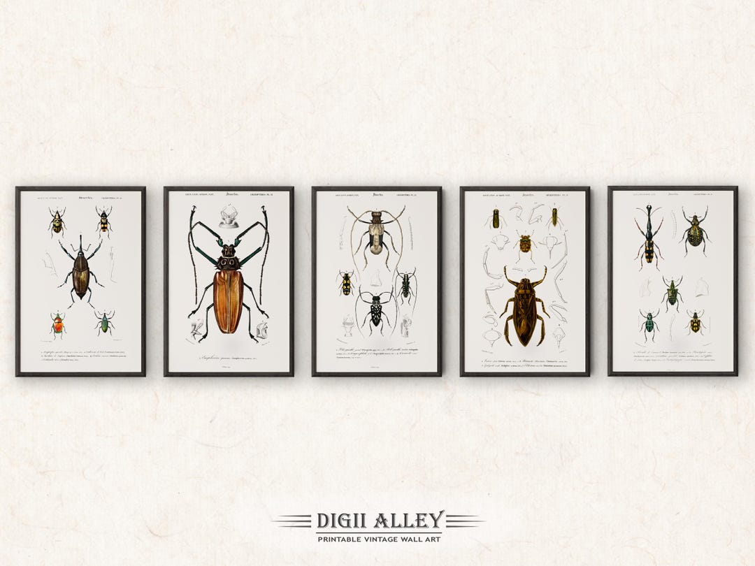 Set of 5 Vintage Illustrations of Insects and Bugs - Set A - Printable ...
