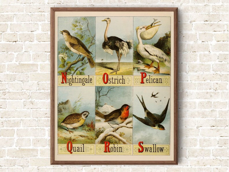 Alphabet Illustrations of Birds, Vintage Picture ABC Chart, Printable ...