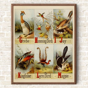 Alphabet Illustrations of Birds, Vintage Picture ABC Chart, Printable ...