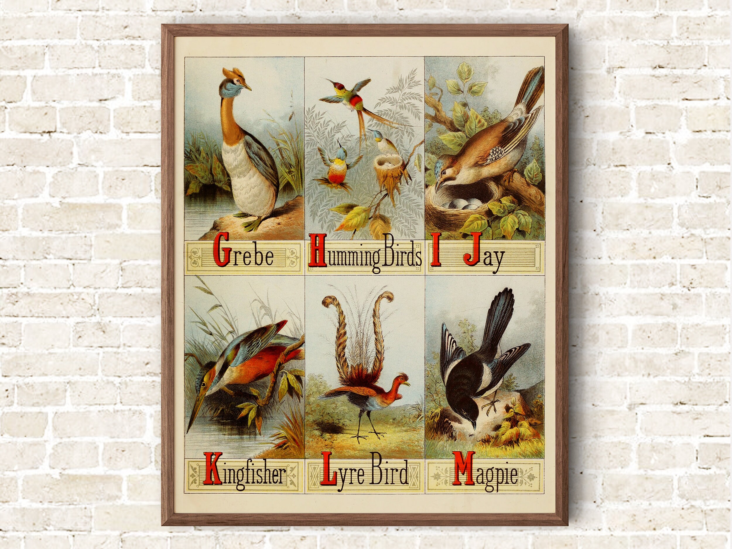 Alphabet Illustrations of Birds, Vintage Picture ABC Chart, Printable ...