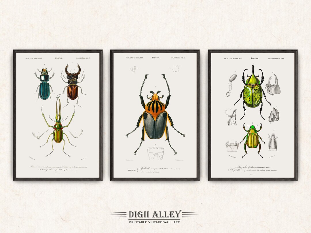 Set of 3 Vintage Illustrations of Insects and Bugs - Set C - Printable ...