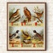 Alphabet Illustrations of Birds, Vintage Picture ABC Chart, Printable ...