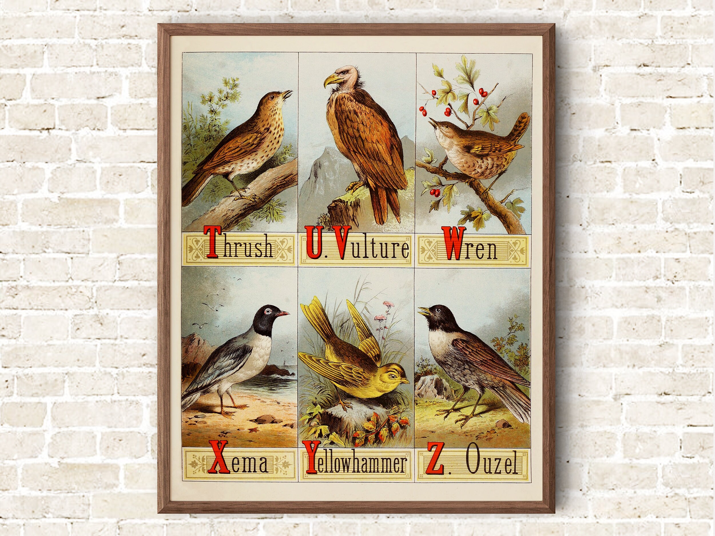 Alphabet Illustrations of Birds, Vintage Picture ABC Chart, Printable ...