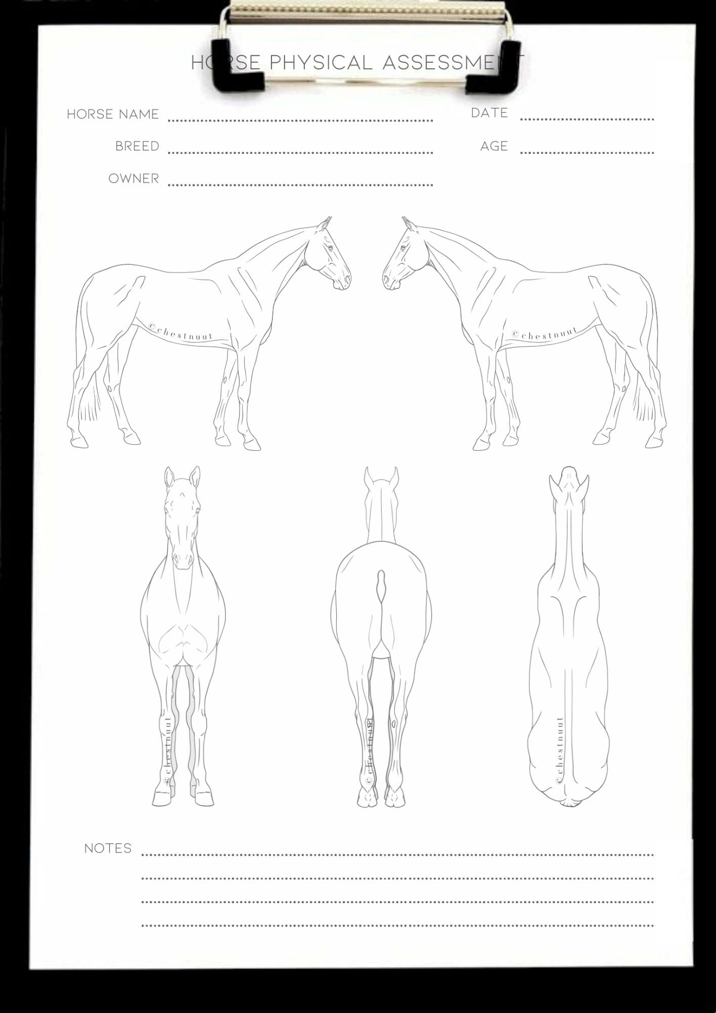 Horse Physical Assessment Form Horse Bodywork Equine Form Horse Anatomy ...
