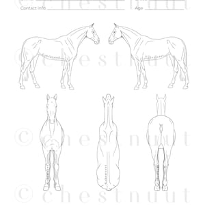 Horse Physical Assessment Form | Horse Bodywork | Equine Form | Horse ...