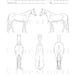 Horse Physical Assessment Form | Horse Bodywork | Equine Form | Horse ...