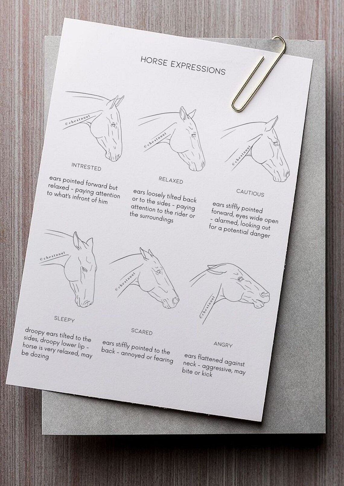 Horse Expressions Sheet Horse Moods Horse Emotions Equine Form Horse ...