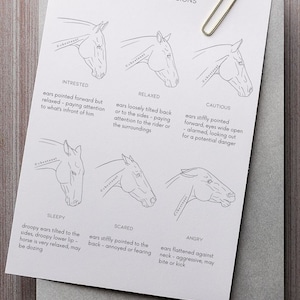 Horse Expressions Sheet Horse Moods Horse Emotions Equine Form Horse ...