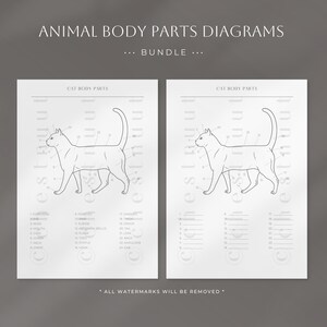 Animal Body Parts Diagram Bundle | Dog Anatomy | Cat Anatomy | Horse ...