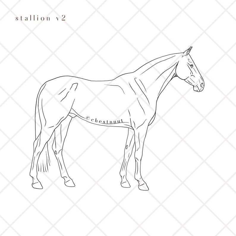 Horse Line Art Basic Standing Horse Bundle Outline Vector Handmade ...