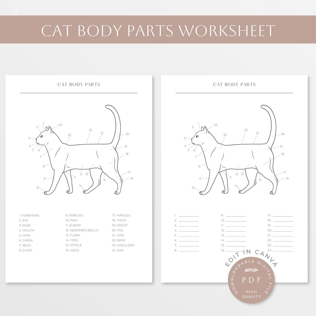 Cat Body Parts | Cat Anatomy | Feline Worksheet | Cat Body Worksheet ...