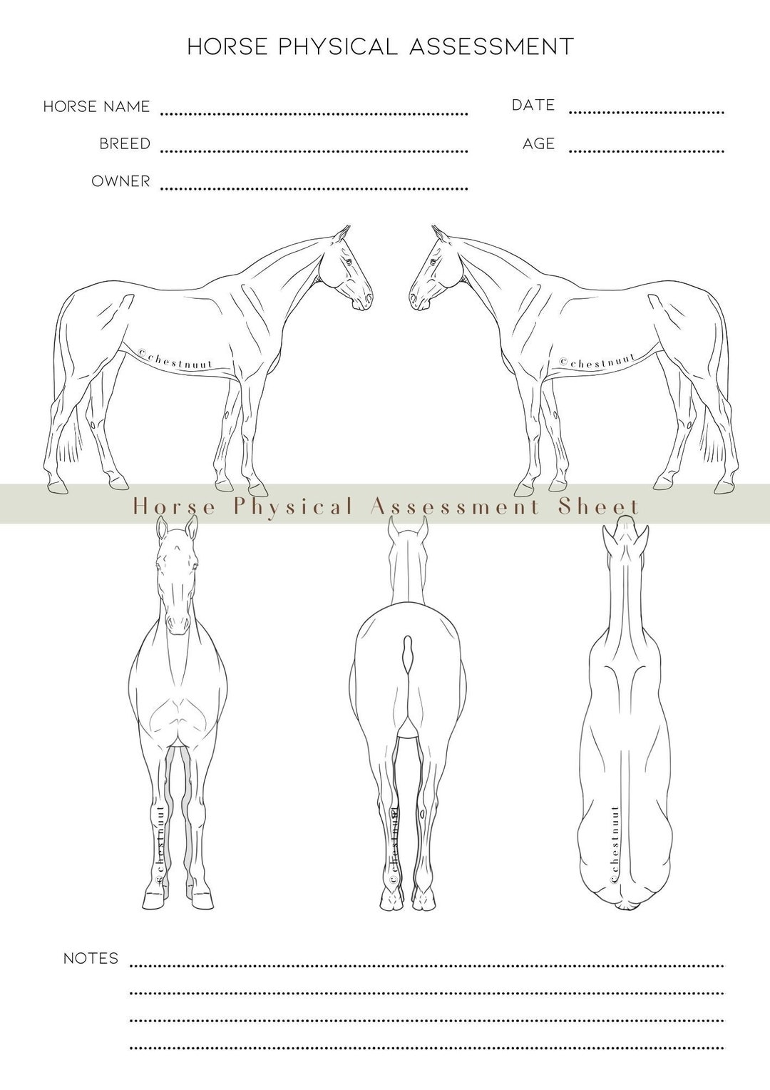 Horse Physical Assessment Form Horse Bodywork Equine Form Horse Anatomy ...