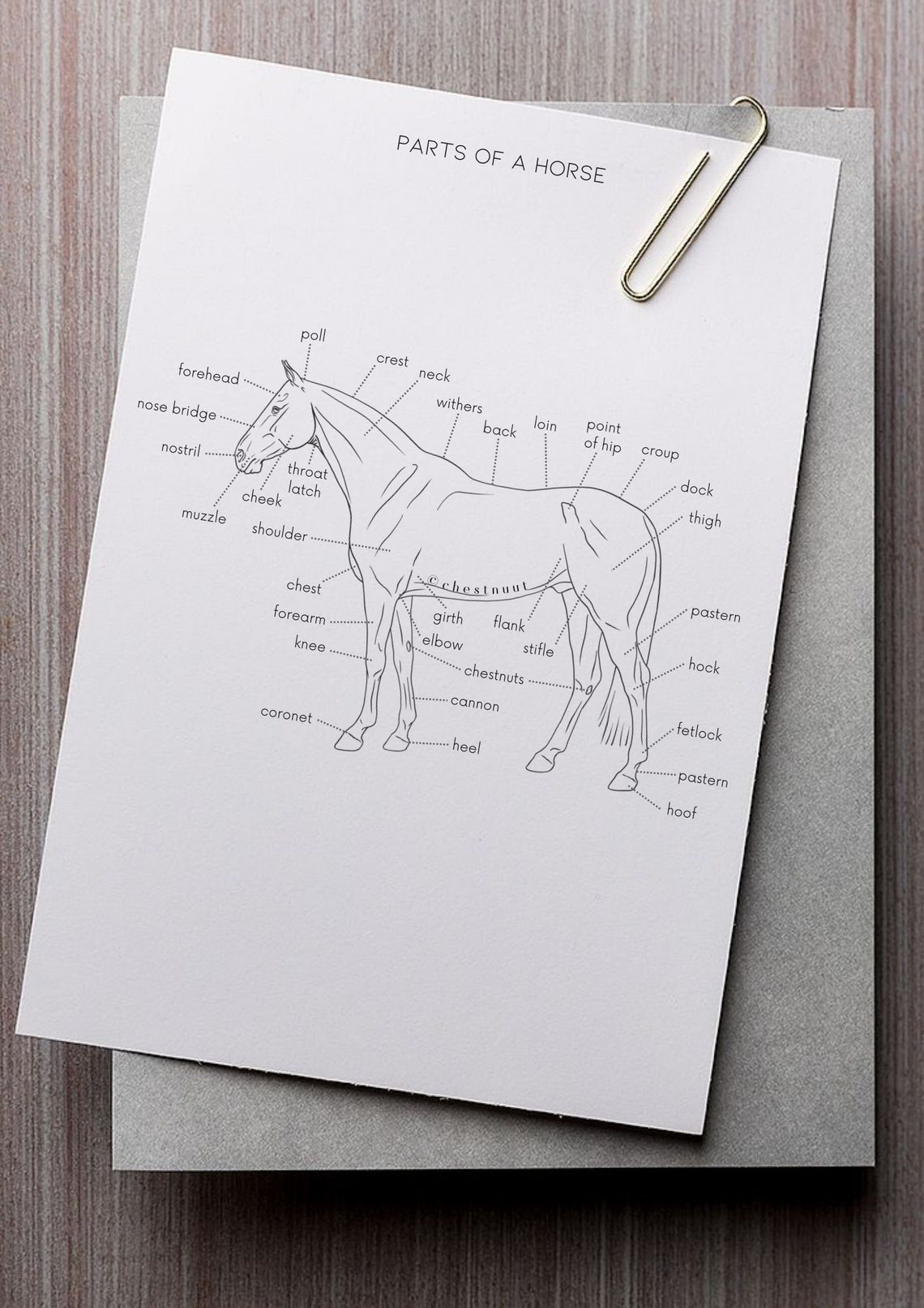 Horse Body Parts Horse Anatomy Equine Worksheet Horse Body Worksheet ...
