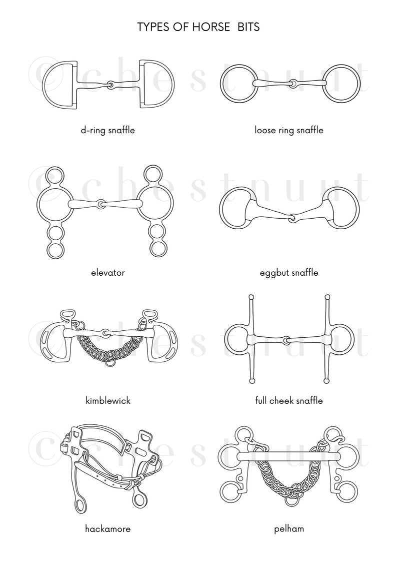 Horse Bridle Bits Equine Worksheet Horse Bits Types of Bits Equine ...