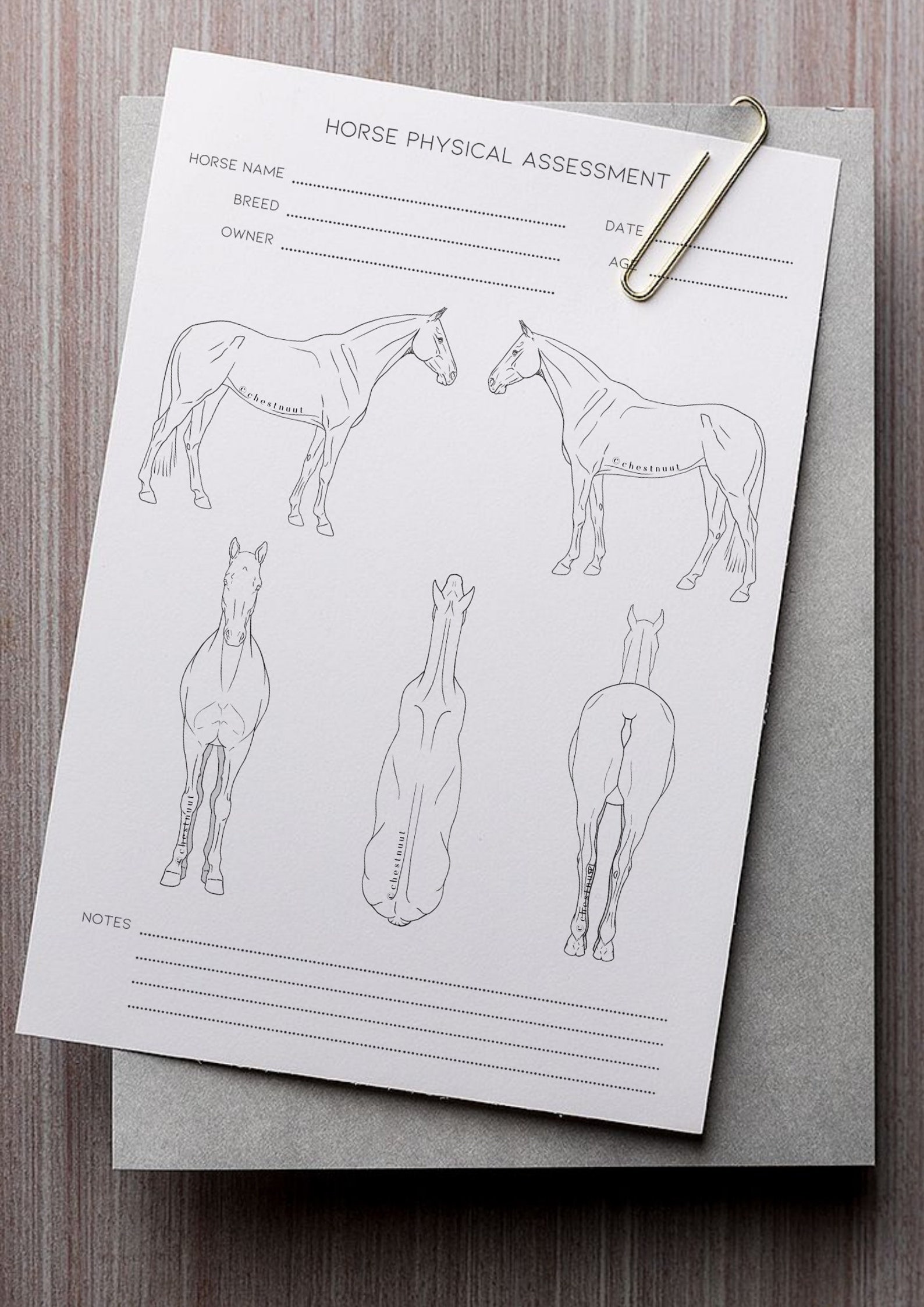 Horse Physical Assessment Form Horse Bodywork Equine Form Horse Anatomy ...