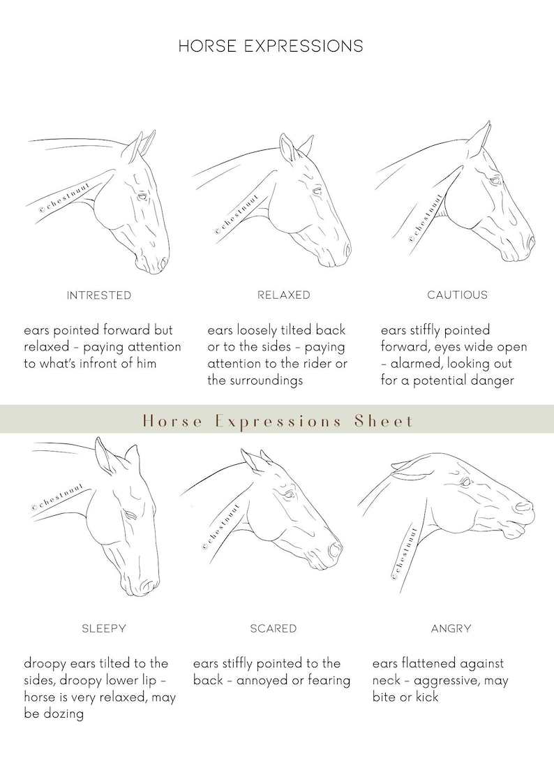 Horse Expressions Sheet Horse Moods Horse Emotions Equine Form Horse ...