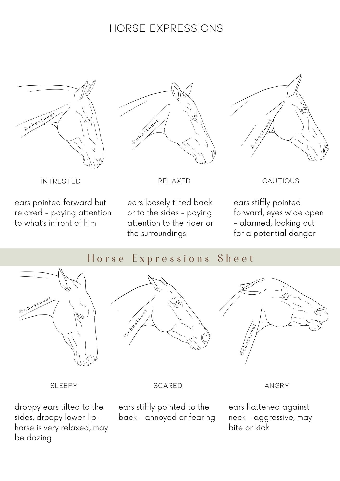 Horse Expressions Sheet Horse Moods Horse Emotions Equine Form Horse ...