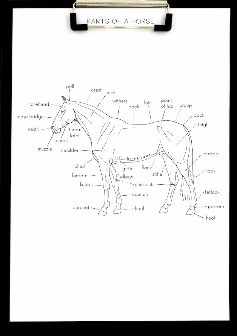 Horse Body Parts Horse Anatomy Equine Worksheet Horse Body Worksheet ...