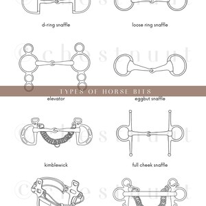 Horse Bridle Bits Equine Worksheet Horse Bits Types of Bits Equine ...