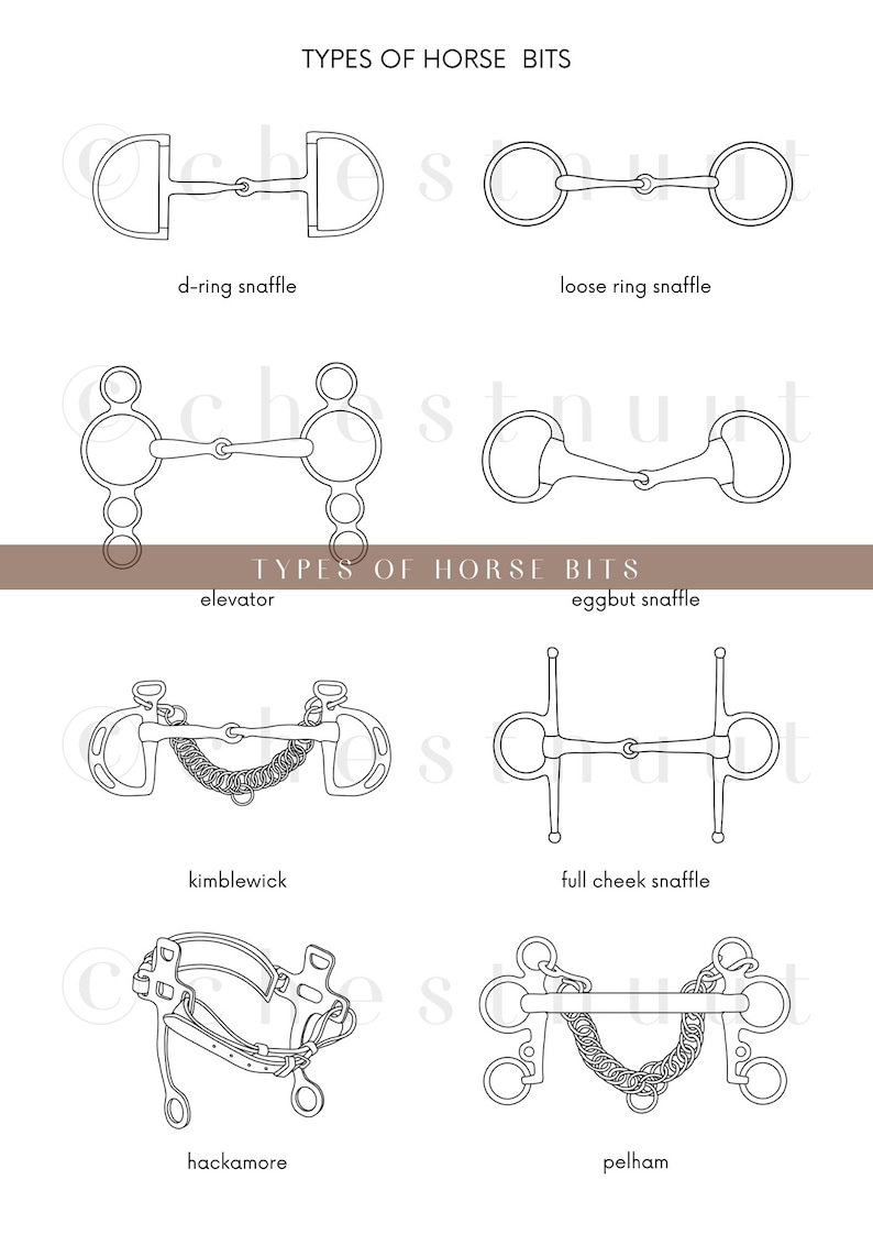 Horse Bridle Bits Equine Worksheet Horse Bits Types of Bits Equine ...