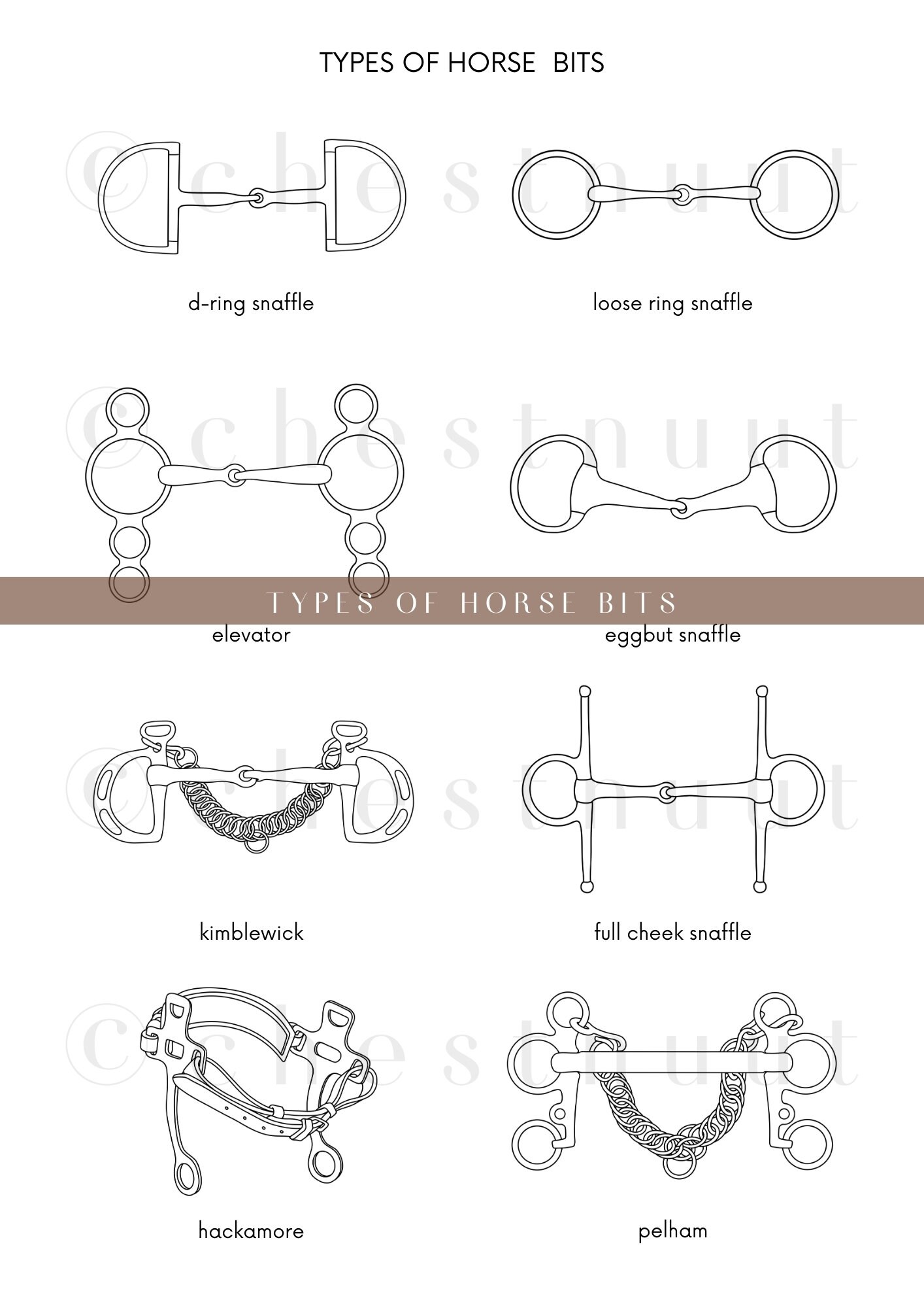 Horse Bridle Bits Equine Worksheet Horse Bits Types of Bits Equine ...